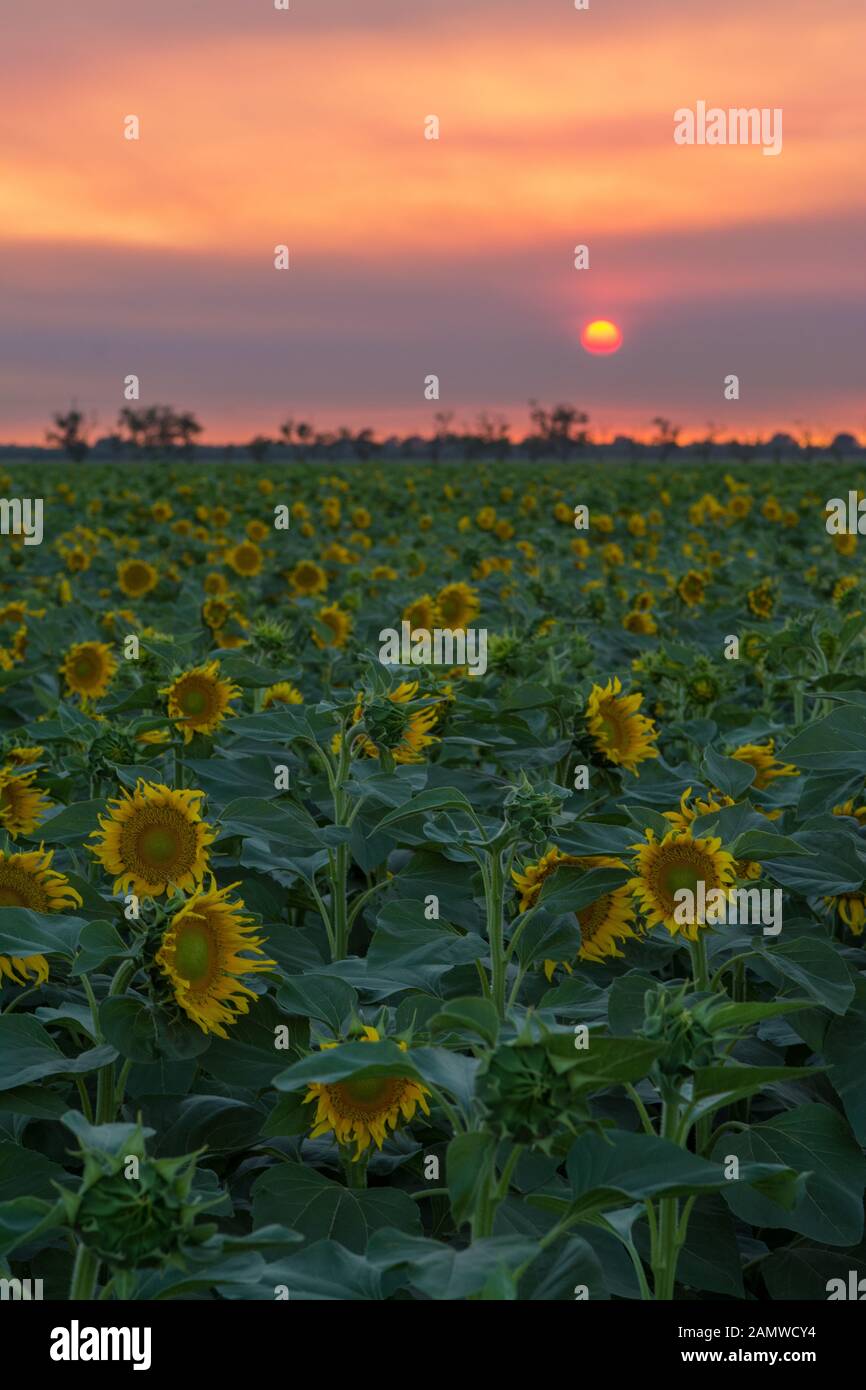 sunflower agriculture field at sunset Stock Photo - Alamy