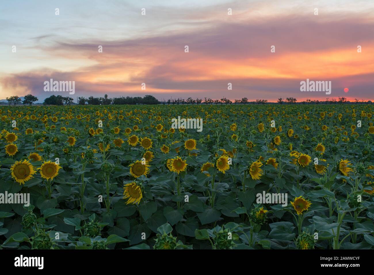 sunflower agriculture field at sunset Stock Photo - Alamy
