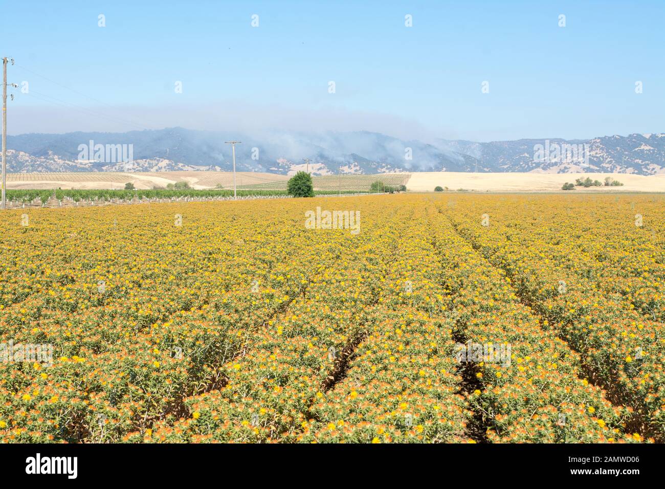 wildfire burning behind safflower crop Stock Photo - Alamy