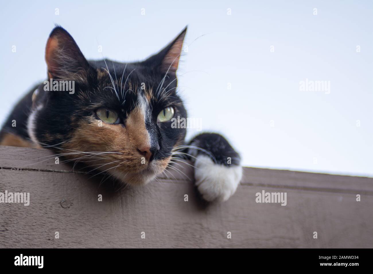 tri color calico cat hanging over roof ledge Stock Photo - Alamy