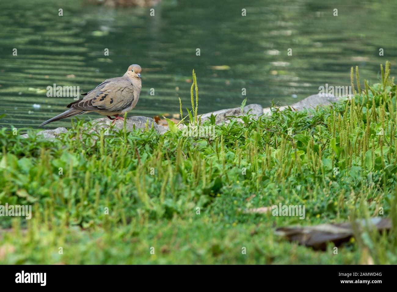 Mourning doves on perch hi-res stock photography and images - Alamy