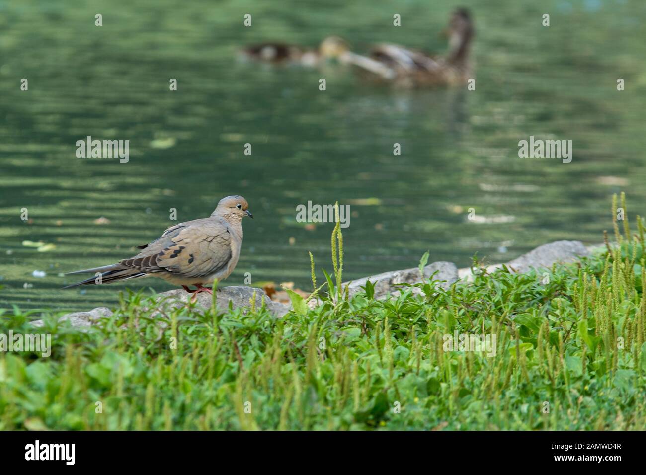 Mourning dove hunt hi-res stock photography and images - Alamy