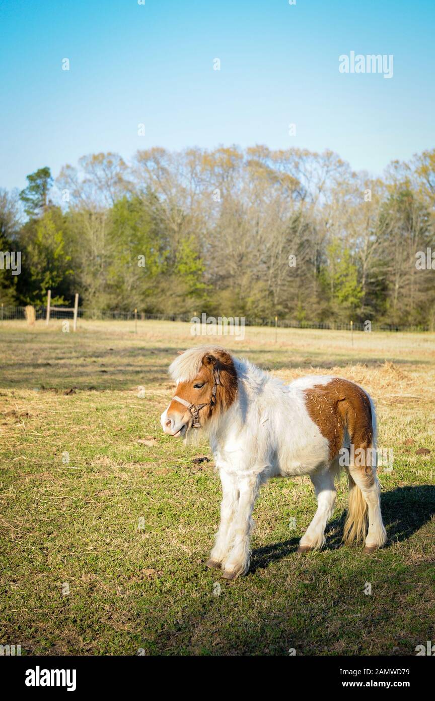 Pony miniture hi-res stock photography and images - Alamy