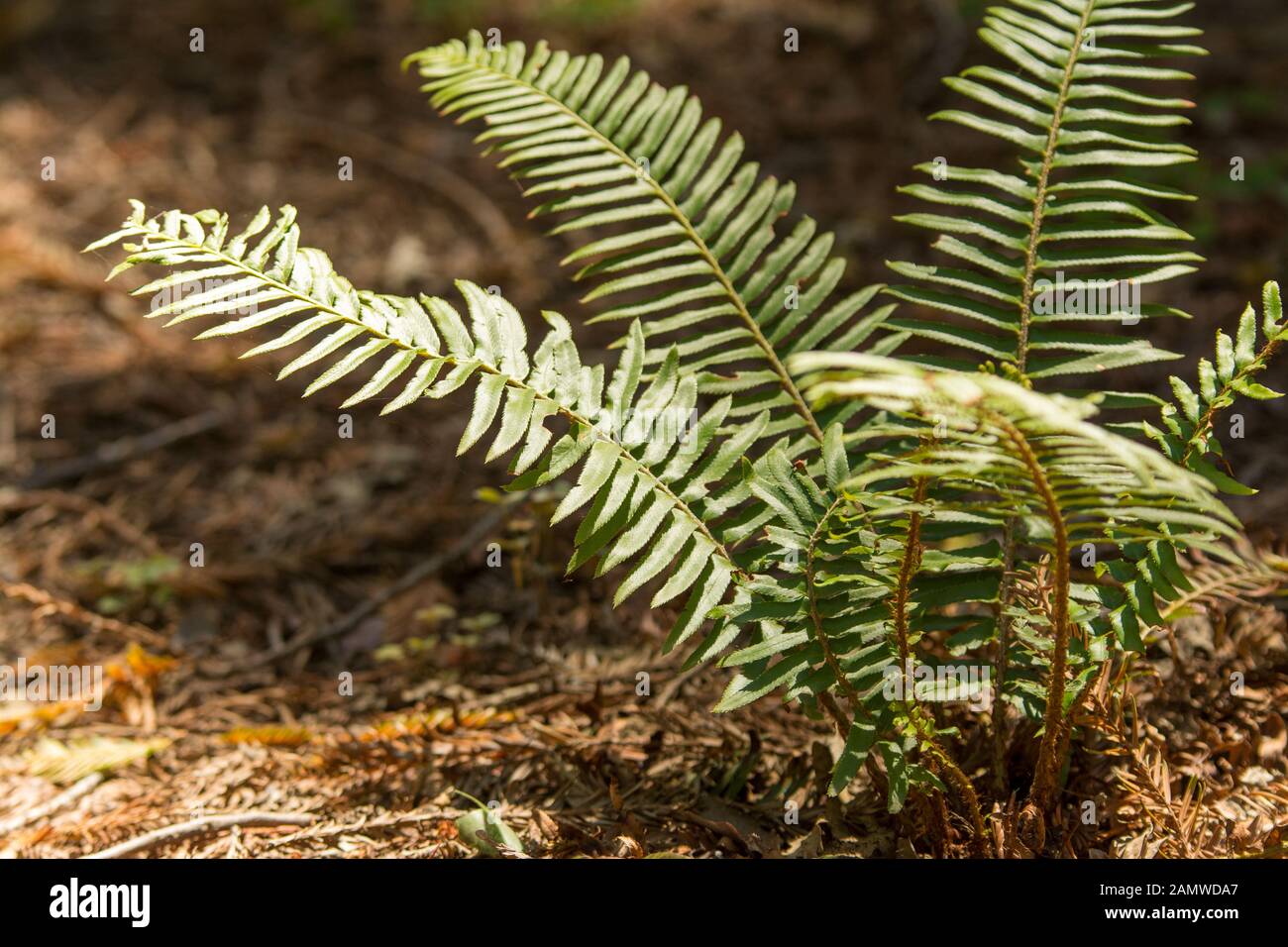 Ferns growing on forest floor hi-res stock photography and images - Alamy