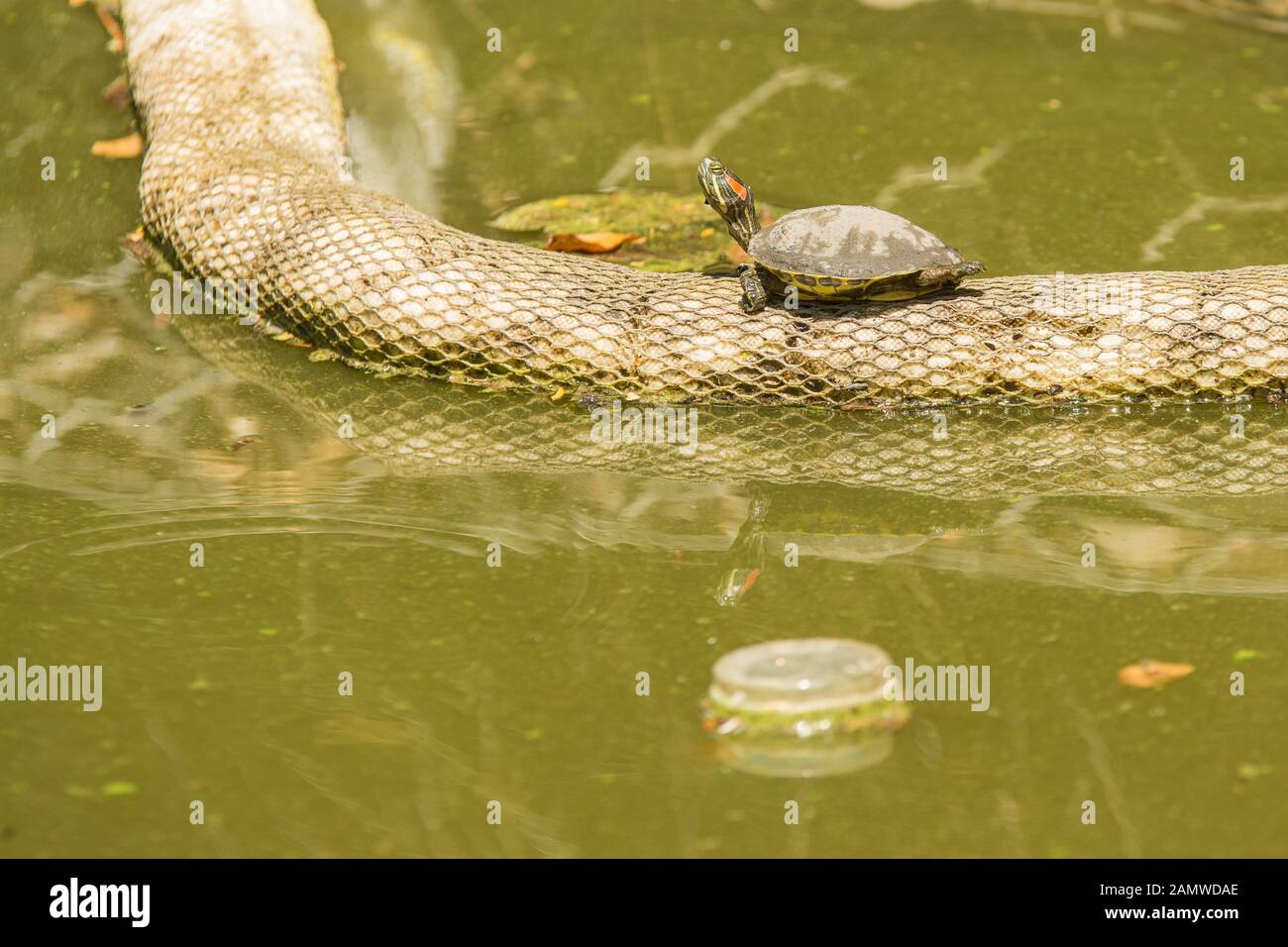 red eared slider turtle resting on pond filter Stock Photo - Alamy