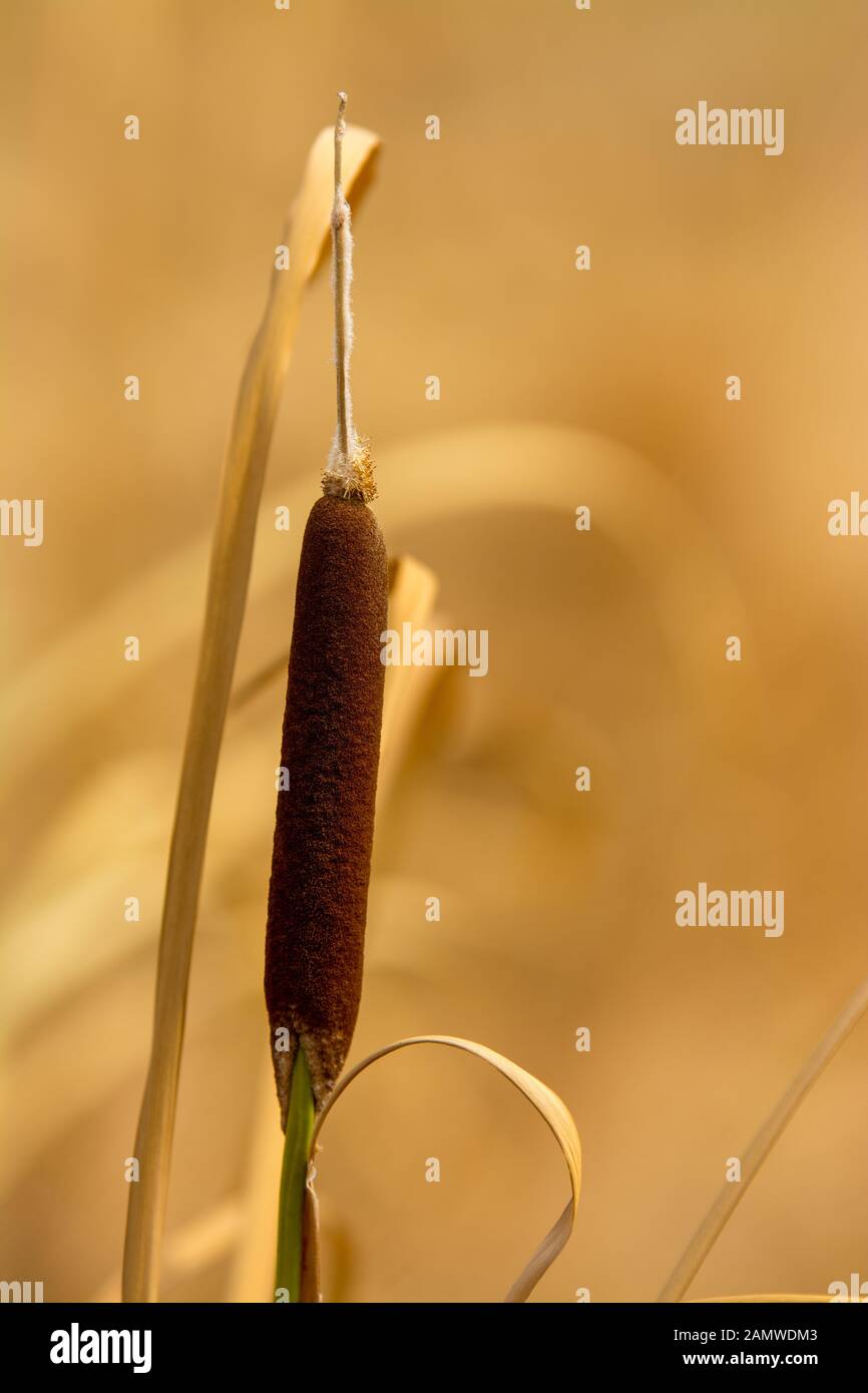 cattail reed seed pod and leafs Stock Photo - Alamy