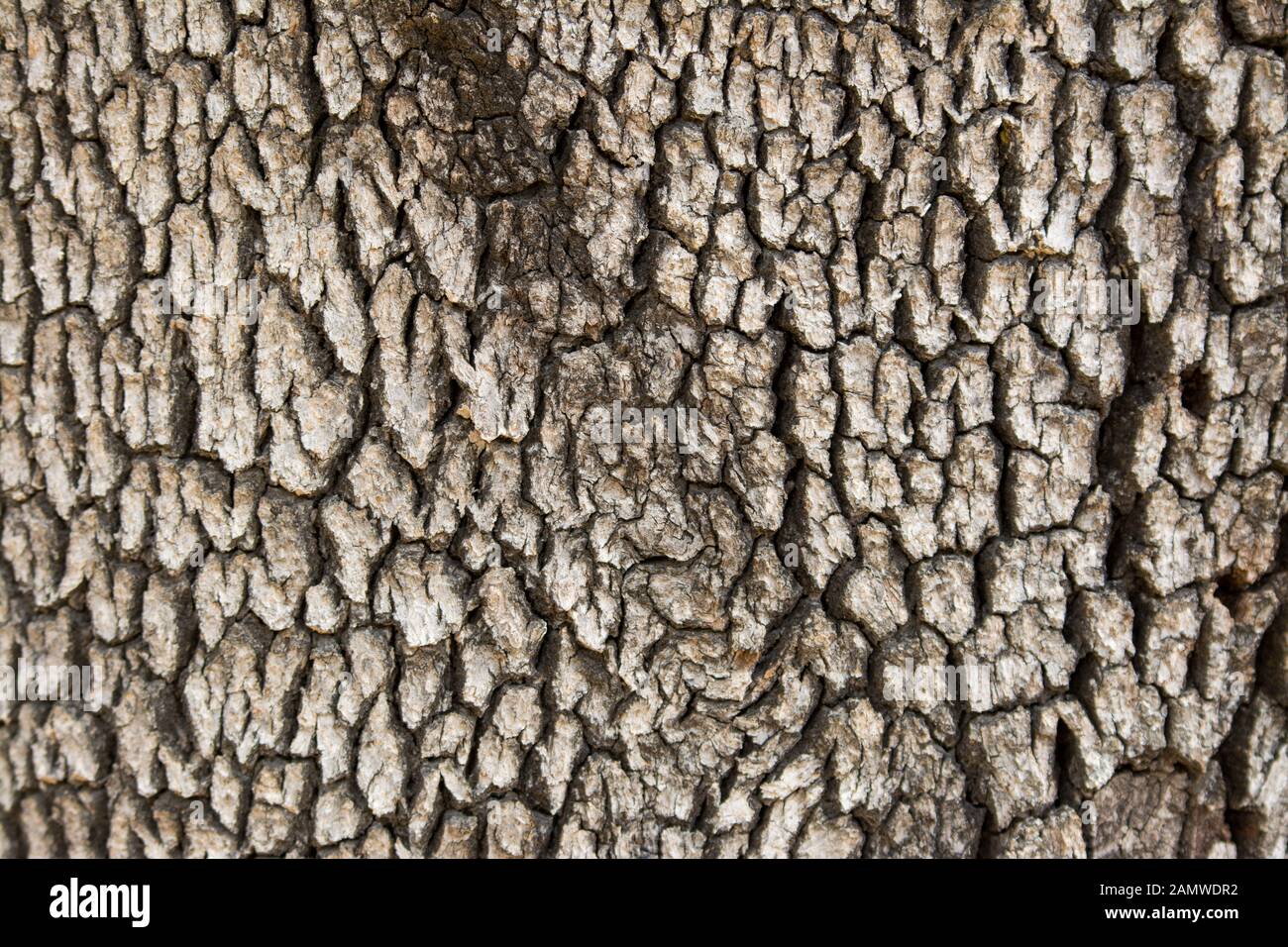 oak tree bark pattern background Stock Photo - Alamy