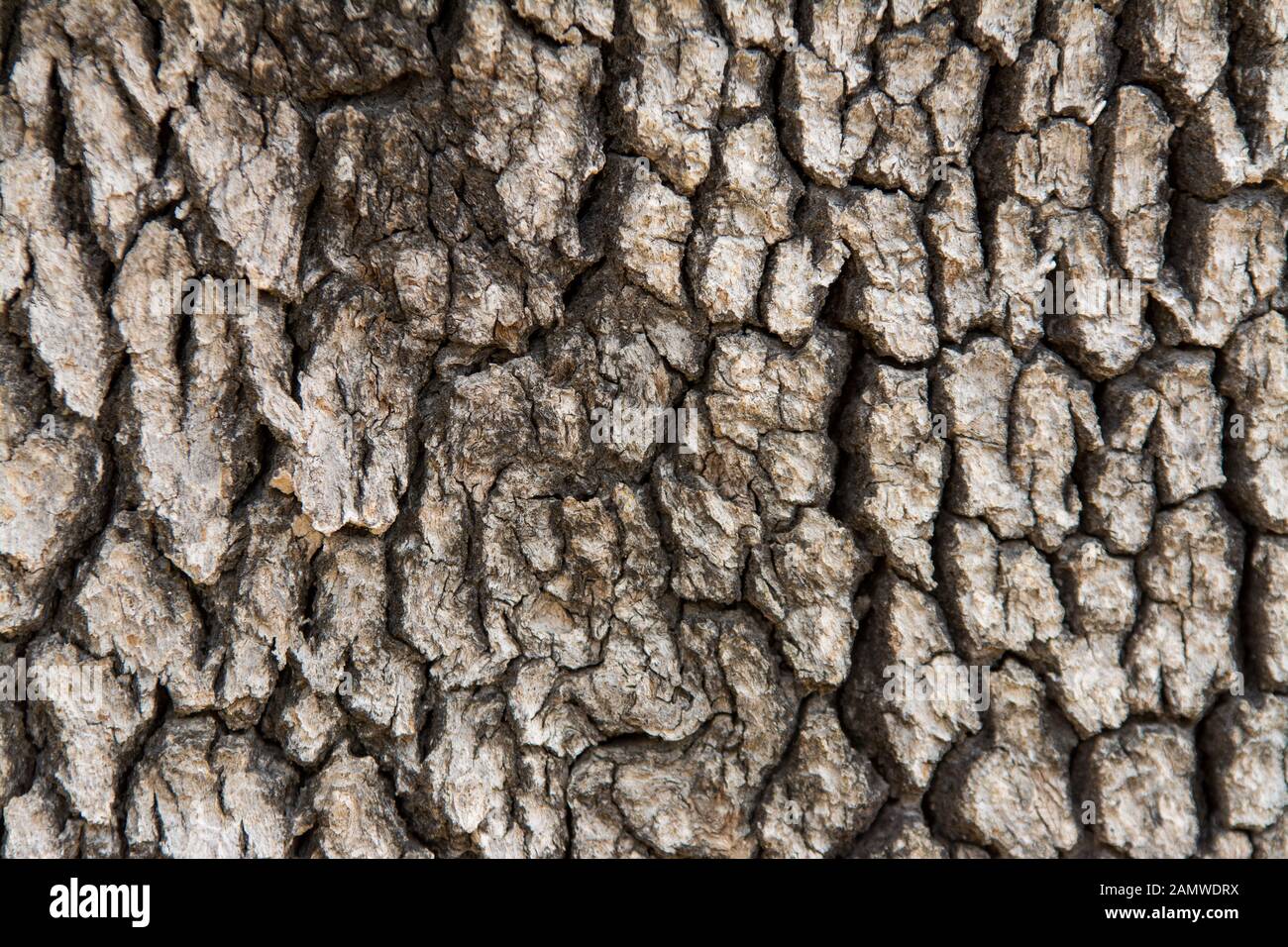 oak tree bark pattern background Stock Photo - Alamy