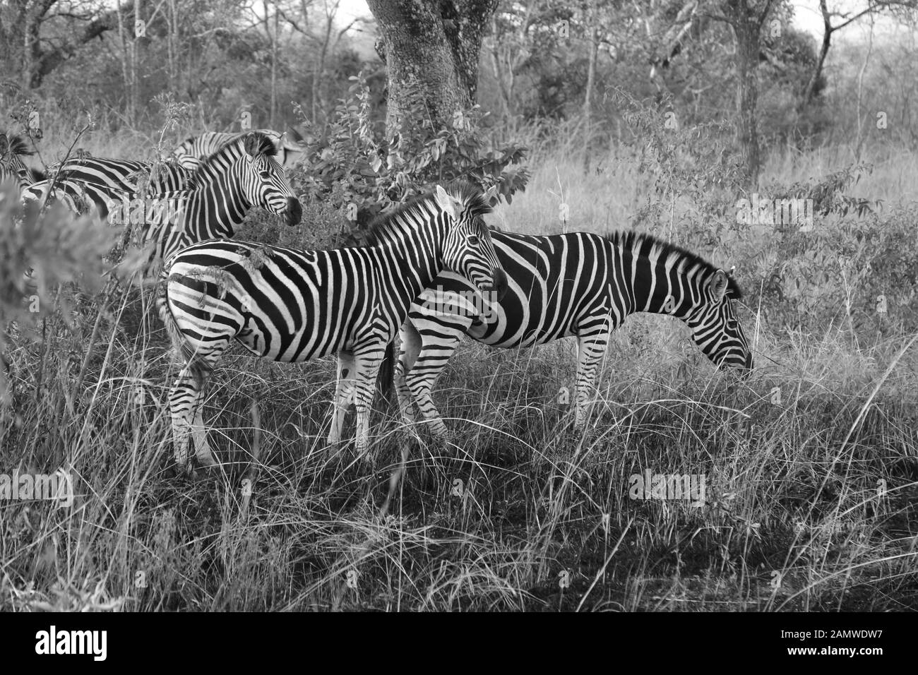 Game viewer hi-res stock photography and images - Alamy