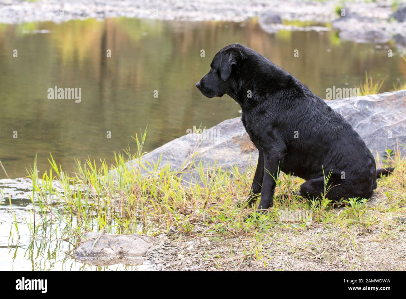 black labrador retriever dog sitting looking into water Stock Photo - Alamy