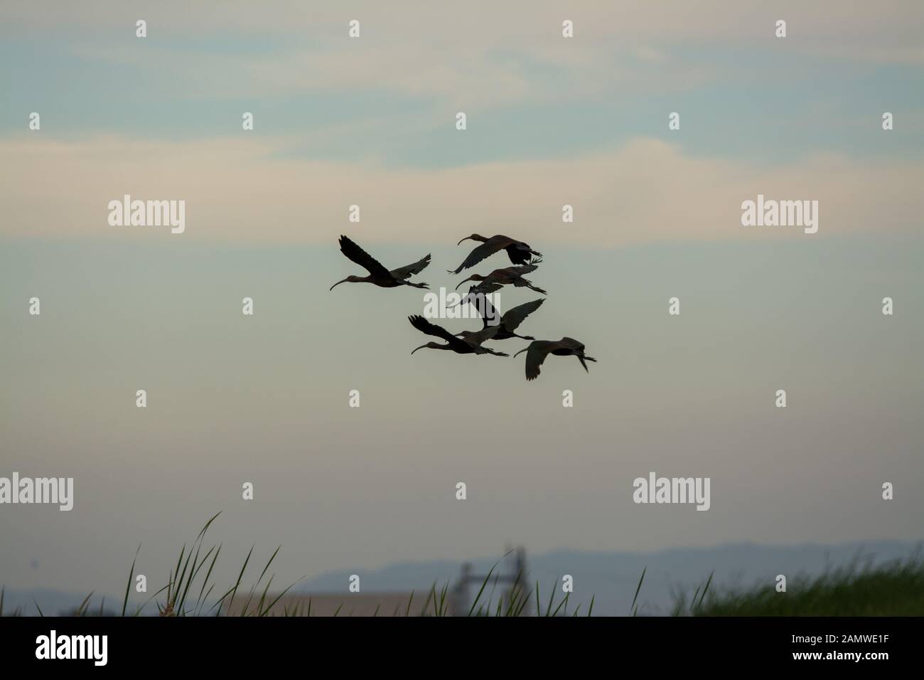 glossy ibis flock flying over rice paddy Stock Photo - Alamy