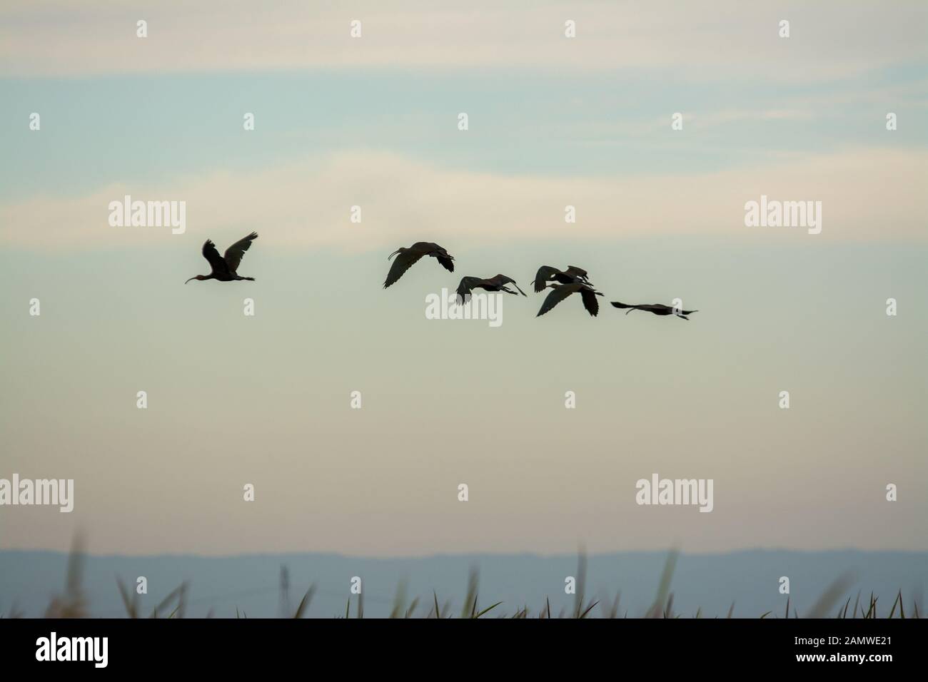 glossy ibis flock flying over rice paddy Stock Photo - Alamy