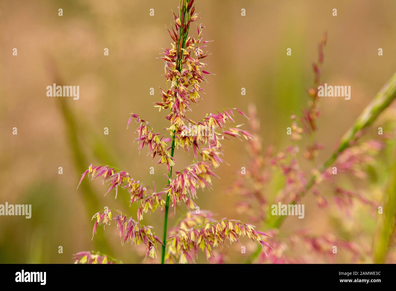 tall rice stocks and seed pods Stock Photo - Alamy