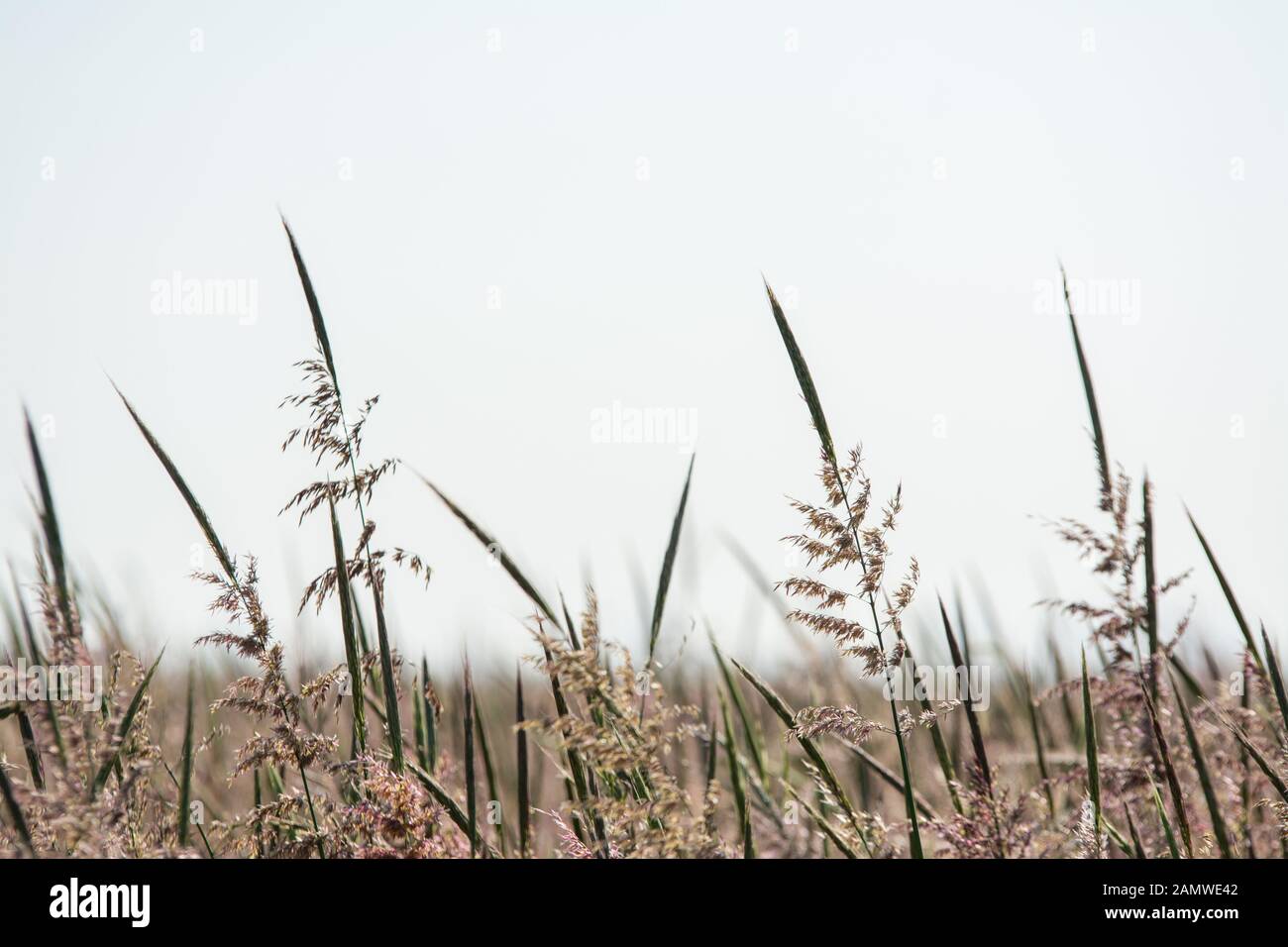 Paddy field tall rice crop hi-res stock photography and images - Alamy
