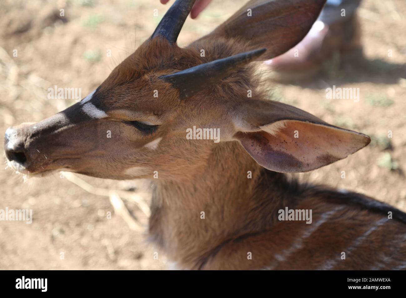Nyala bull hi-res stock photography and images - Alamy