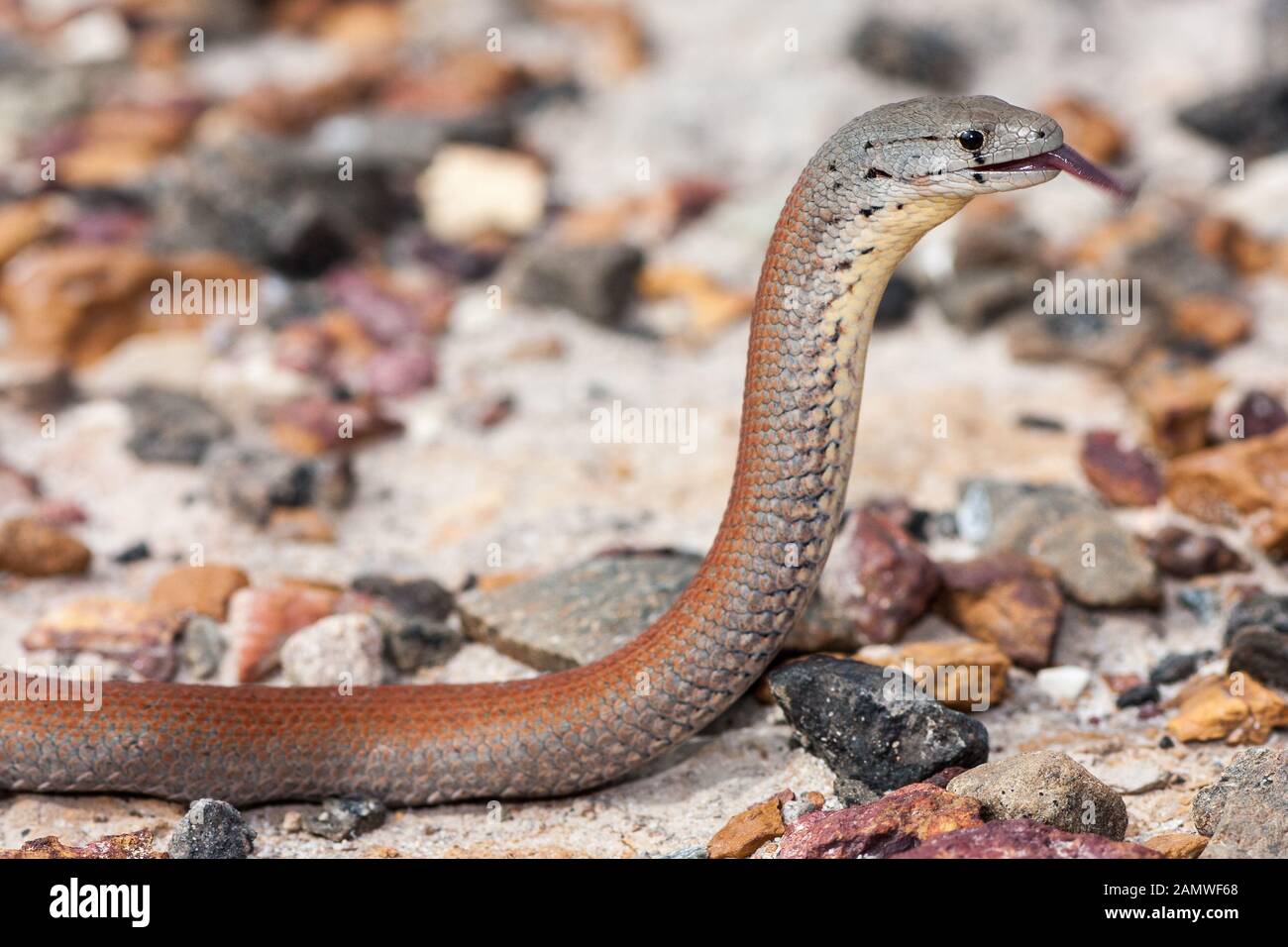 Scaly-foot Legless Lizard flickering tongue Stock Photo - Alamy