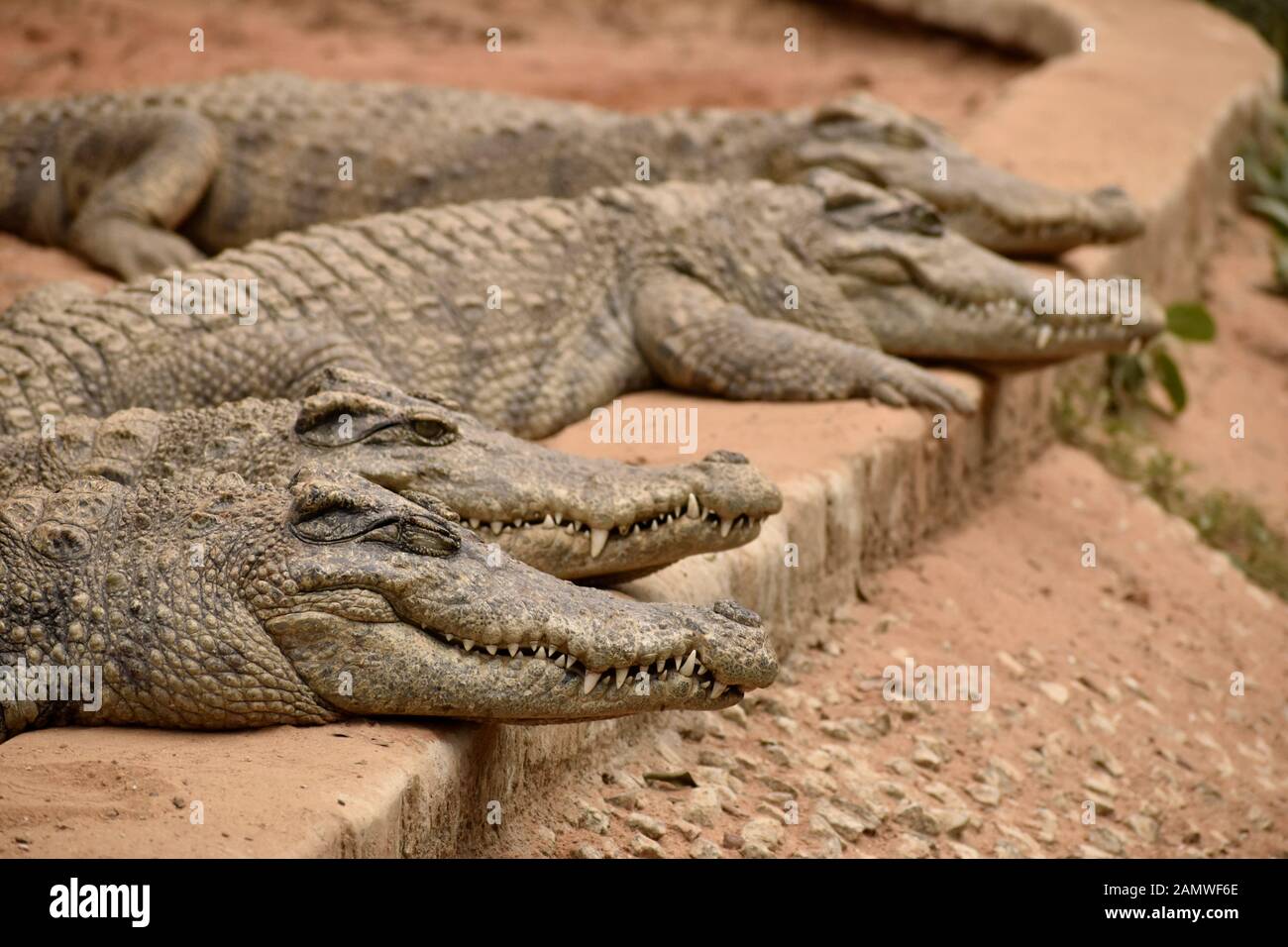 Wildlife zoo crocodiles hi-res stock photography and images - Alamy