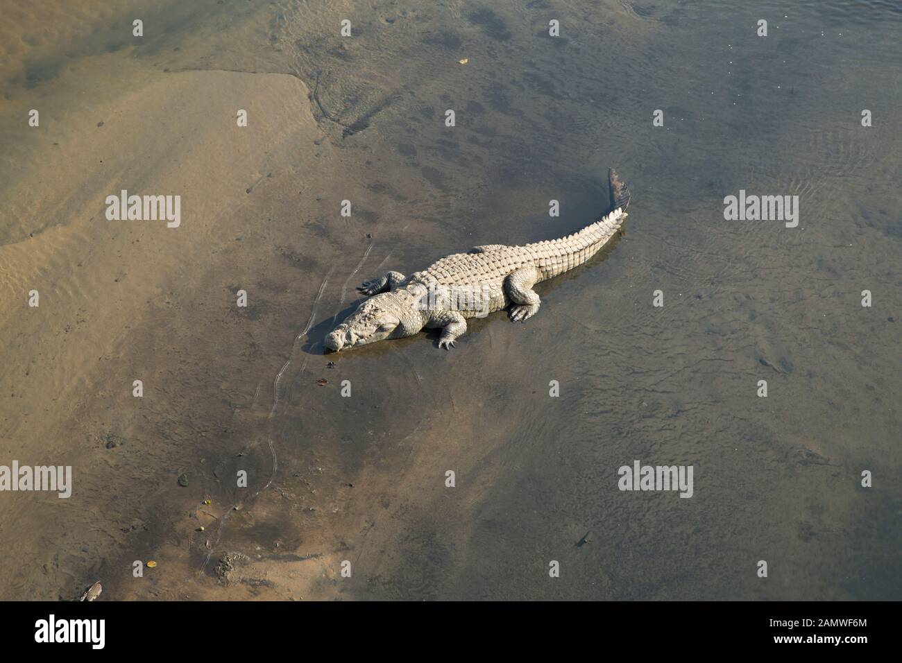 Crocodile close up in the krokodilrivier Stock Photo - Alamy