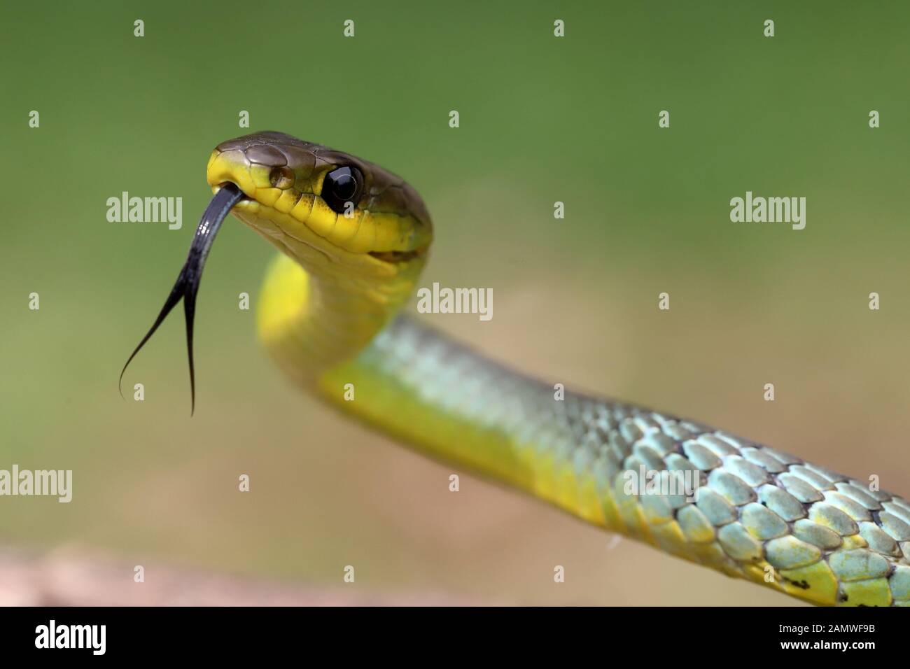 Common Tree Snake tasting the air with it's tongue Stock Photo - Alamy