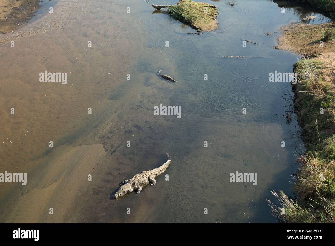 Crocodiles in the krokodilrivier Stock Photo - Alamy
