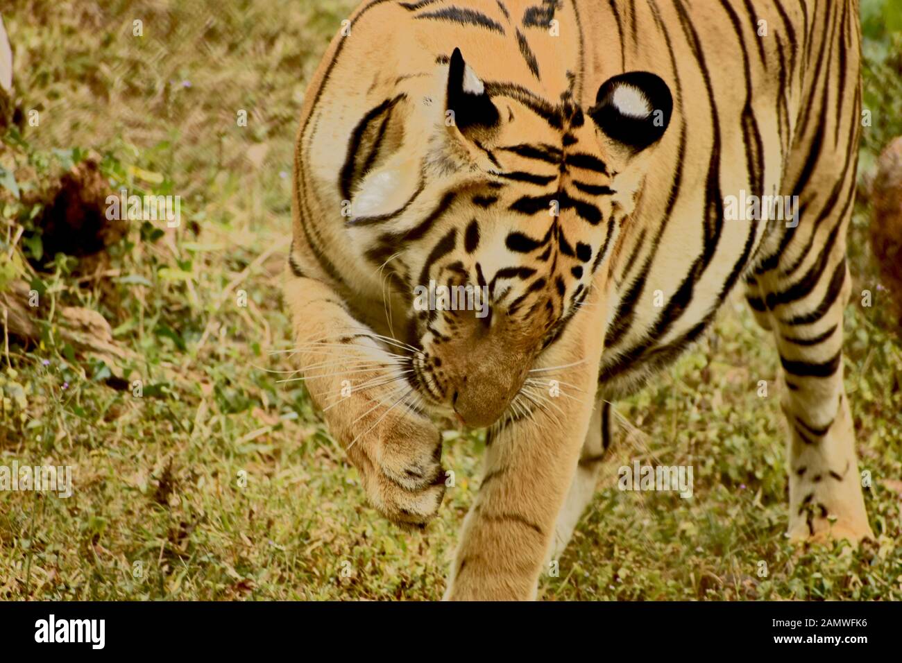 Licking toes hi-res stock photography and images - Alamy