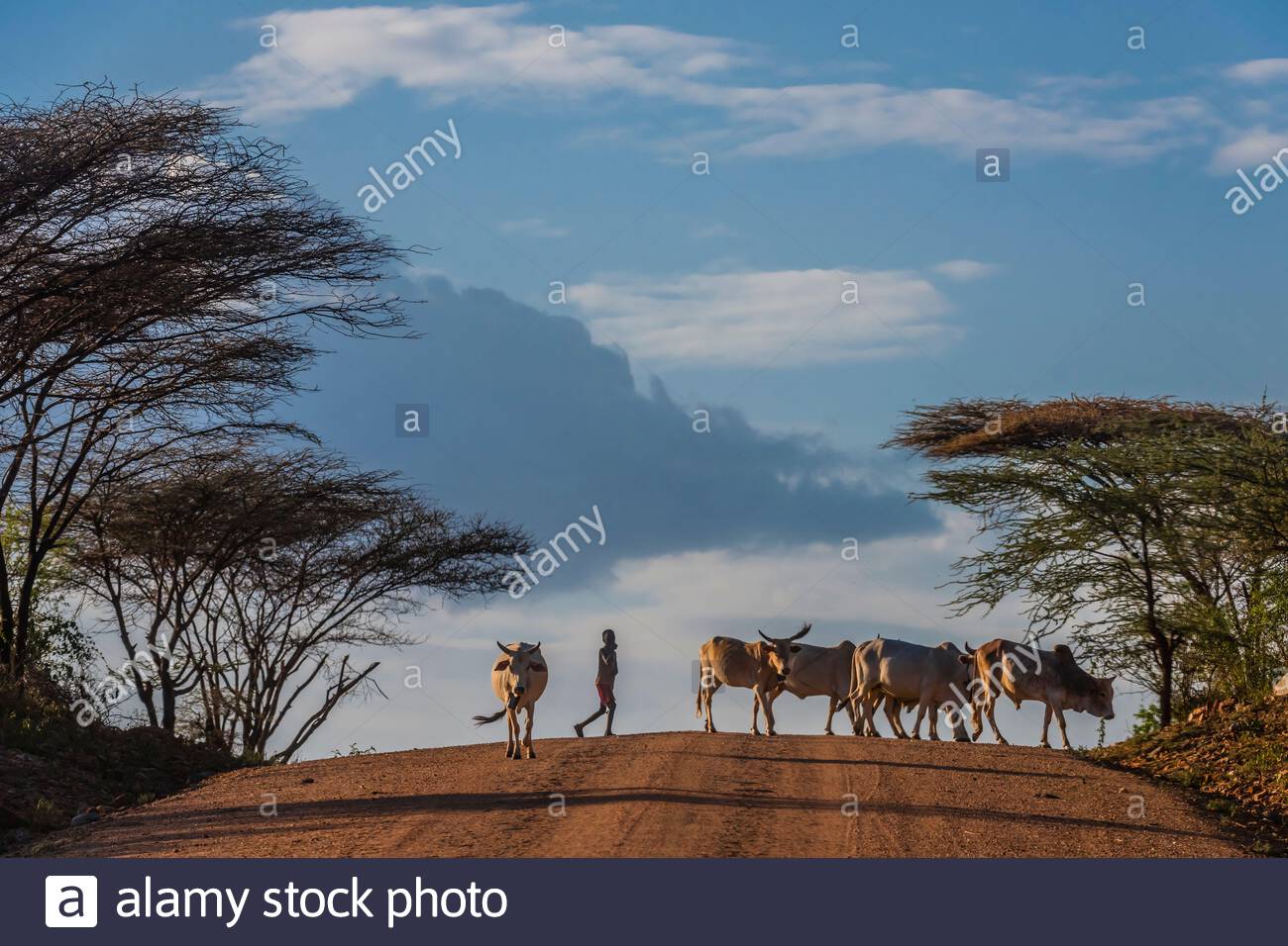 Boy Herding Cows Stock Photos & Boy Herding Cows Stock Images - Alamy