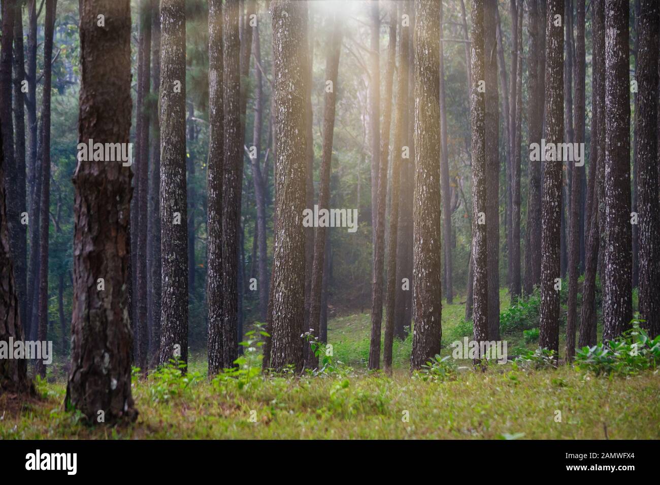 beautiful forest landscape in the morning Stock Photo - Alamy