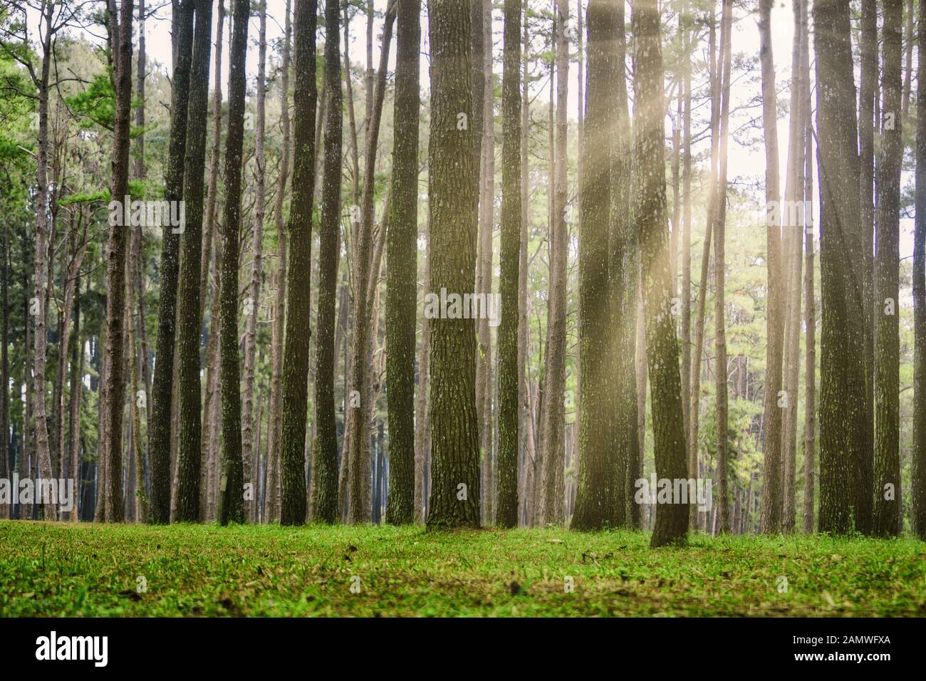 beautiful forest landscape in the morning Stock Photo - Alamy