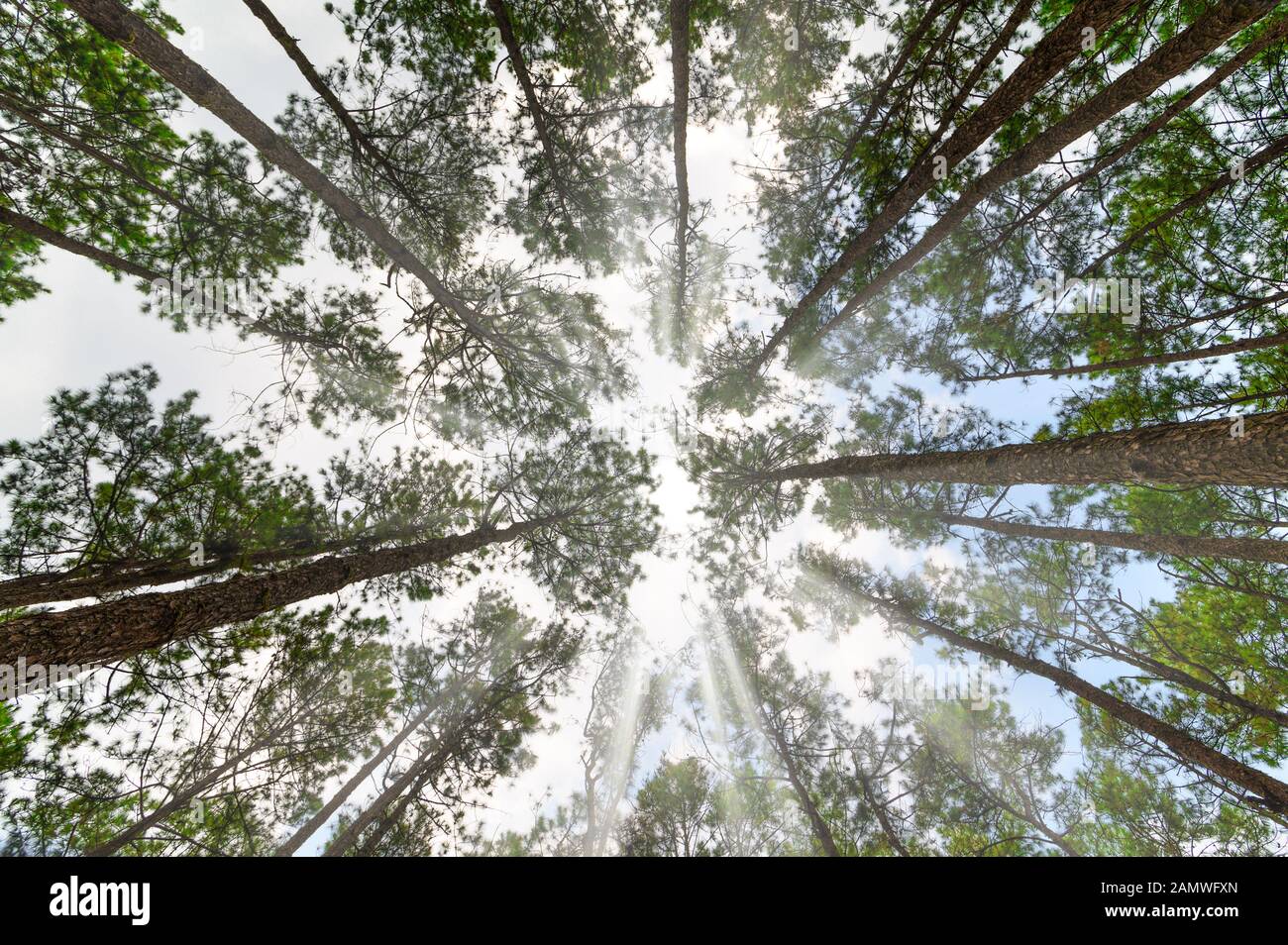 Perspective looking up through hi-res stock photography and images - Alamy