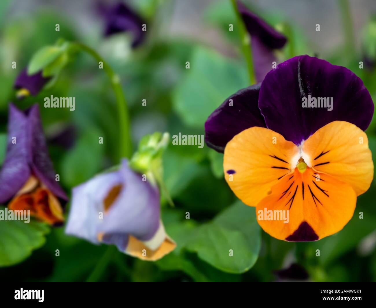 Purple viola tricolor hi-res stock photography and images - Alamy