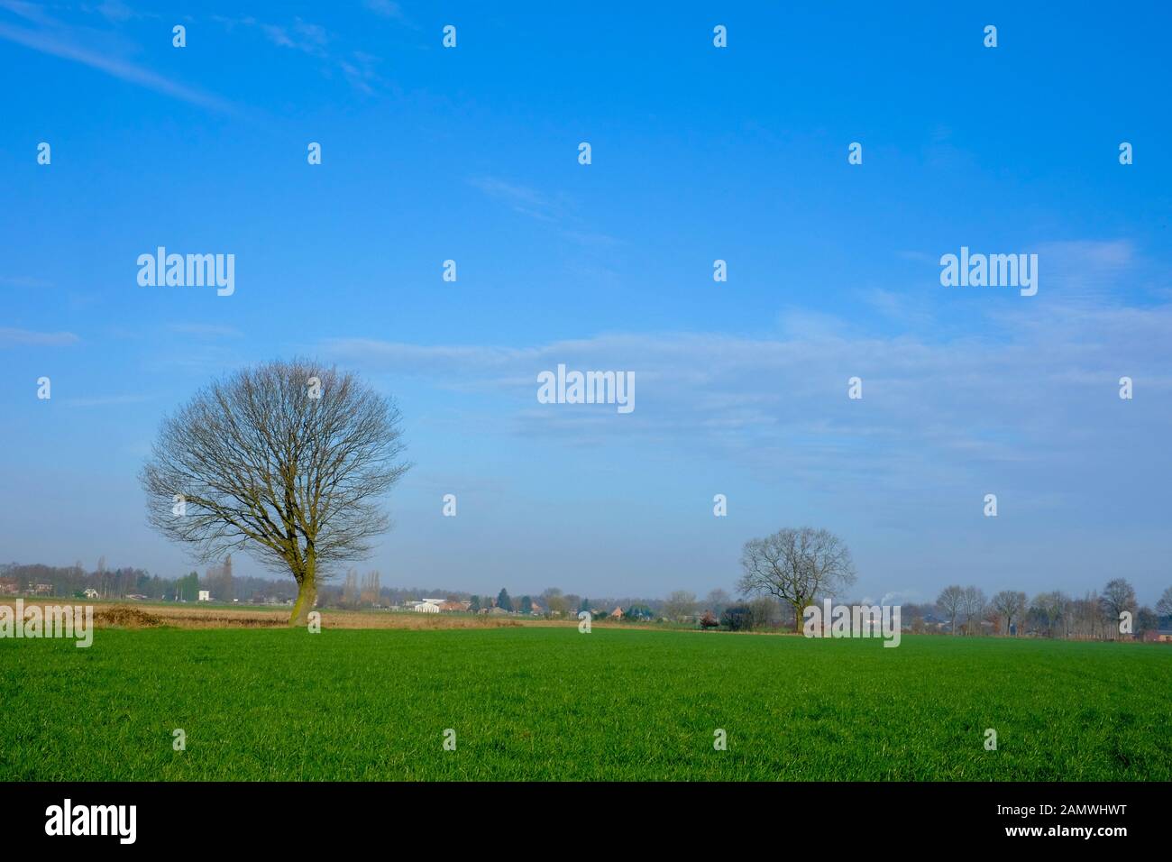 Line of big trees on the farmland in a Cold autumn scene with fog and ...