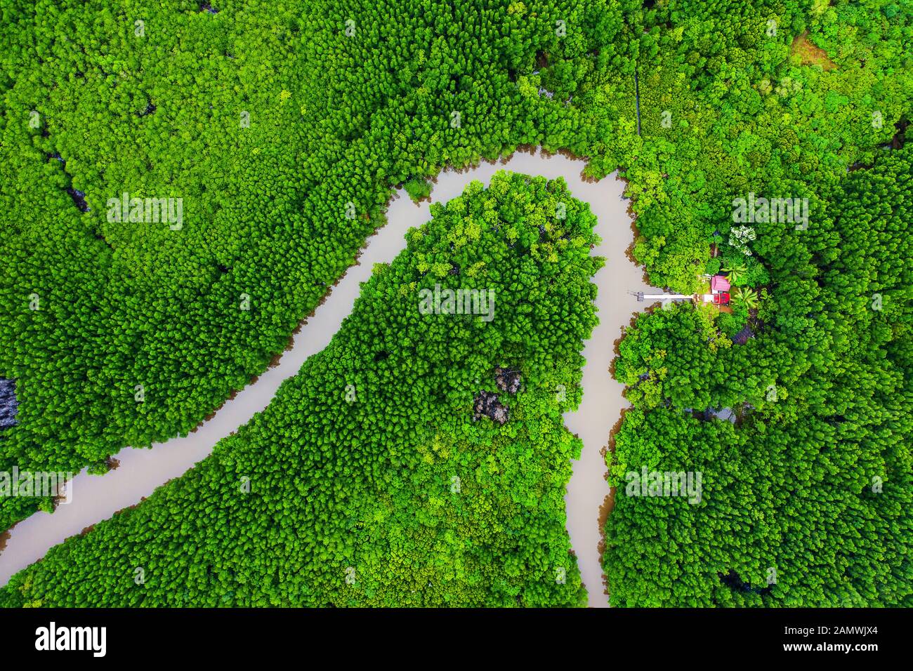 Aerial top view tree and river, mangrove forest, Natural grass texture ...