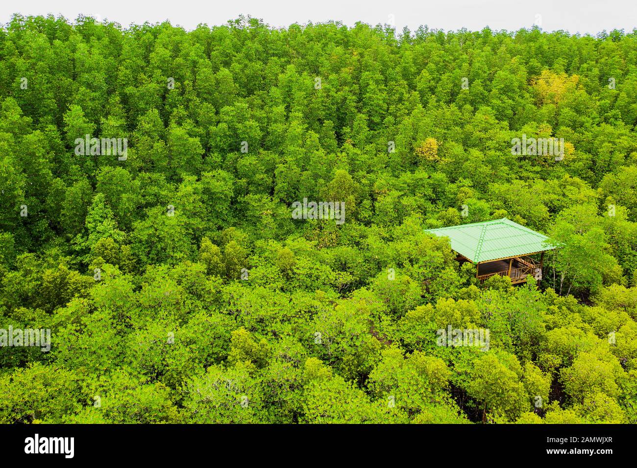 Aerial top view tree and river, mangrove forest, Natural grass texture ...