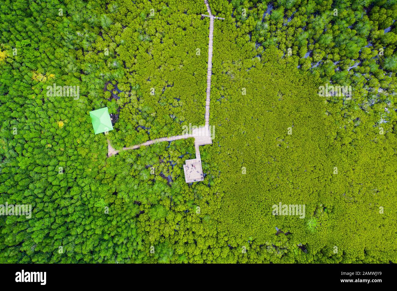 Aerial top view tree and river, mangrove forest, Natural grass texture ...
