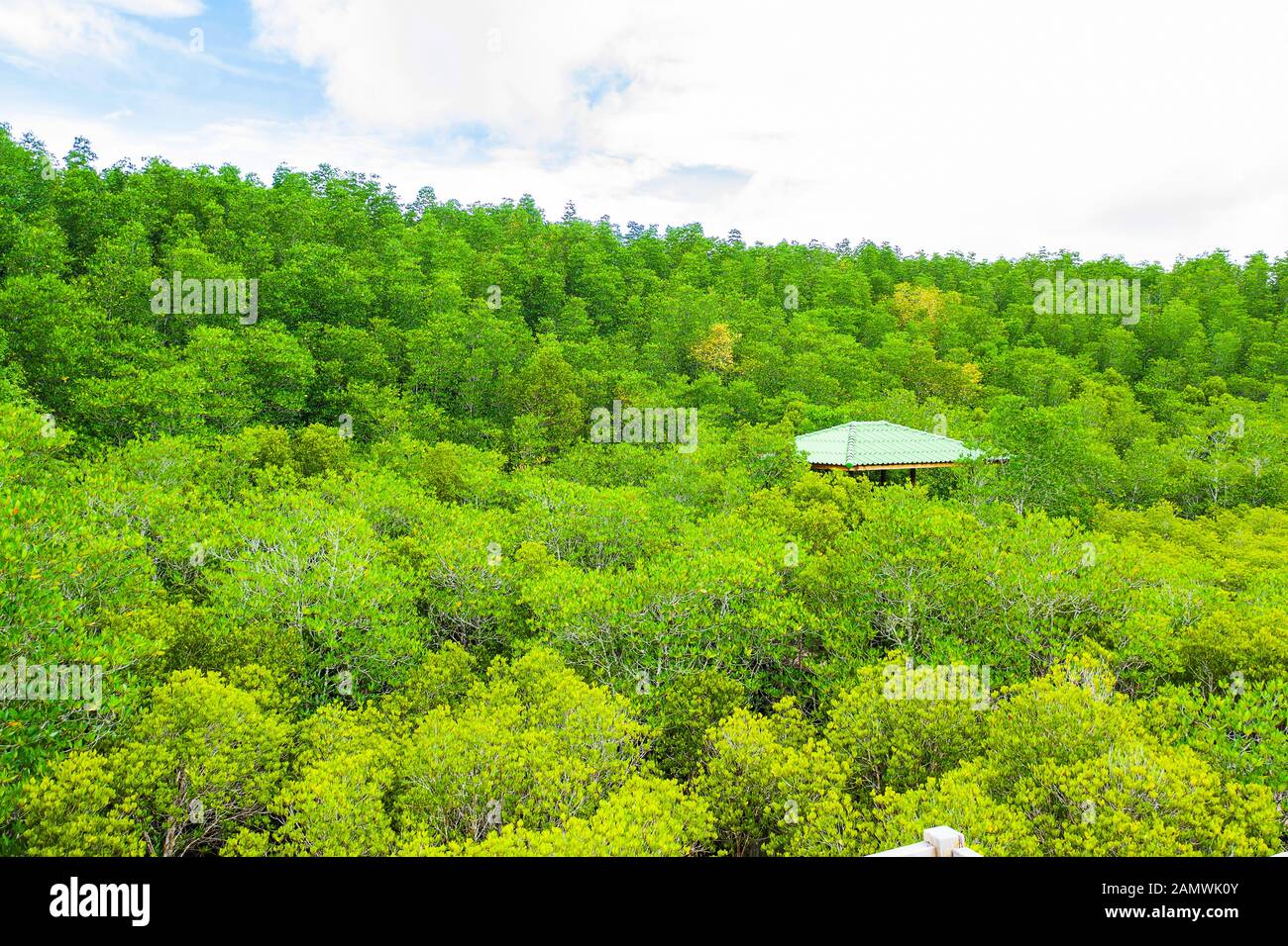 Aerial top view tree and river, mangrove forest, Natural grass texture ...