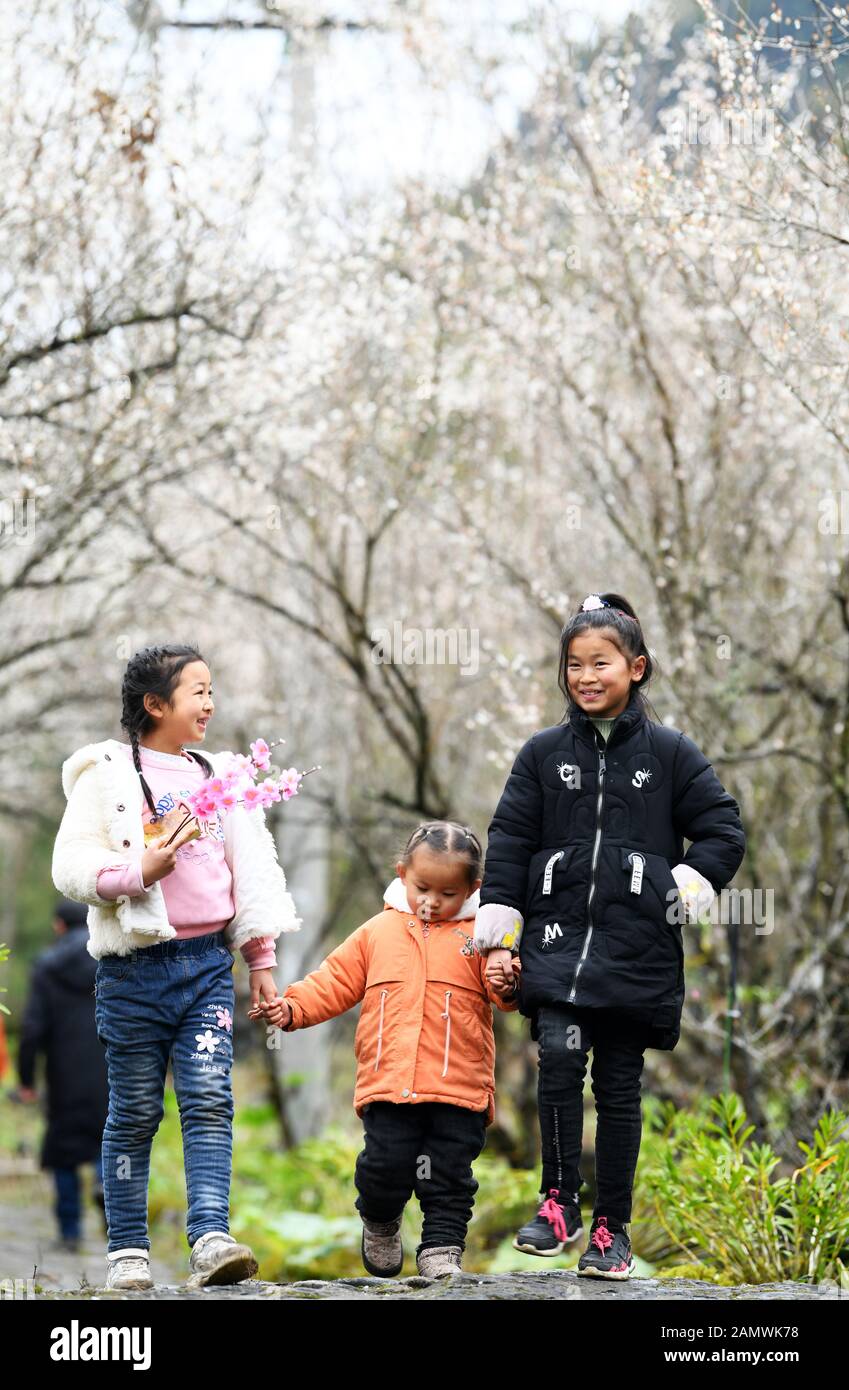 Libo, China's Guizhou Province. 14th Jan, 2020. Tourists view plum ...
