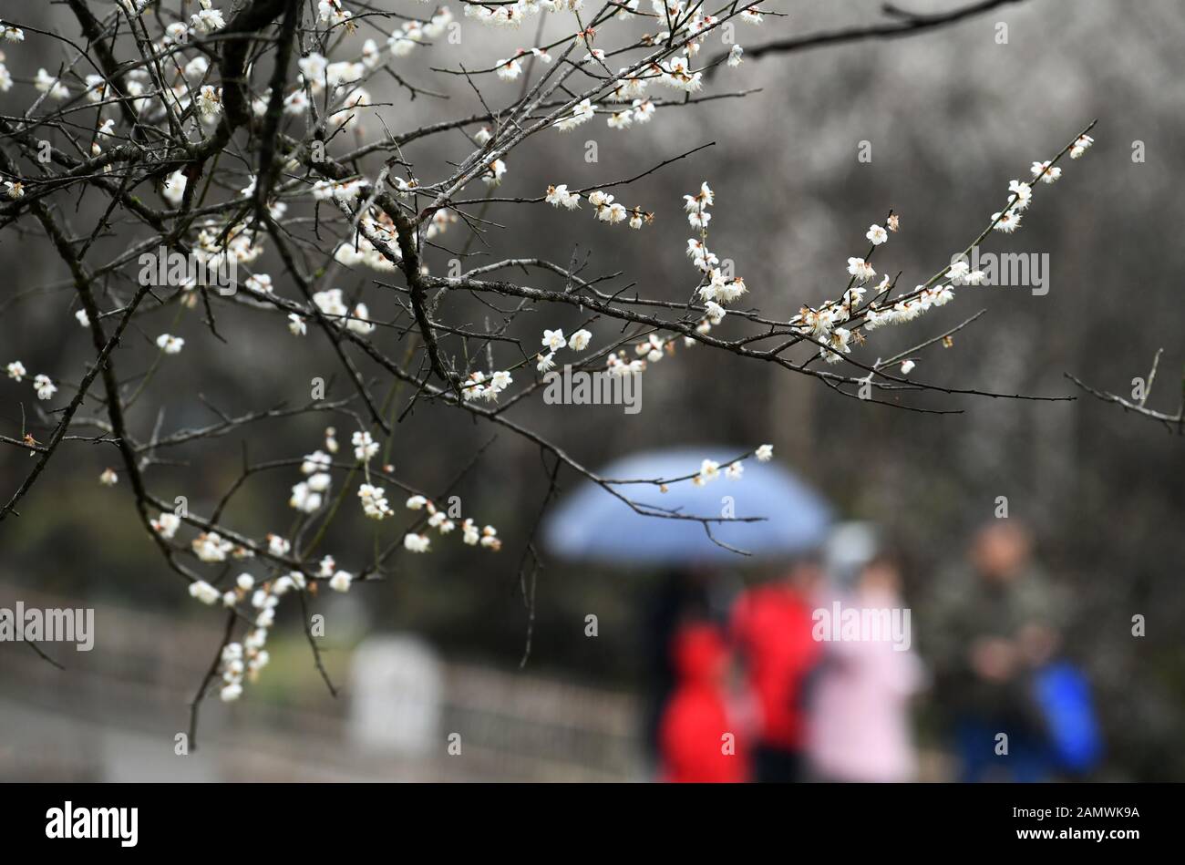 Libo, China's Guizhou Province. 14th Jan, 2020. Tourists view plum ...