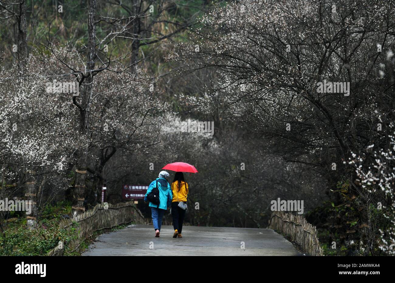 Libo, China's Guizhou Province. 14th Jan, 2020. Tourists view plum ...
