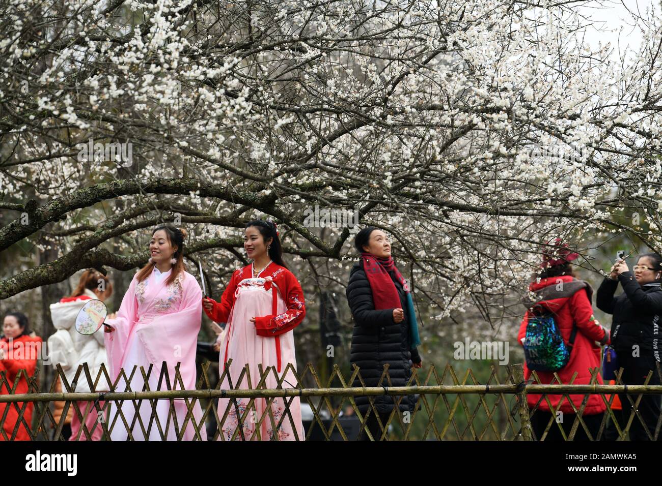 Libo, China's Guizhou Province. 14th Jan, 2020. Tourists view plum ...