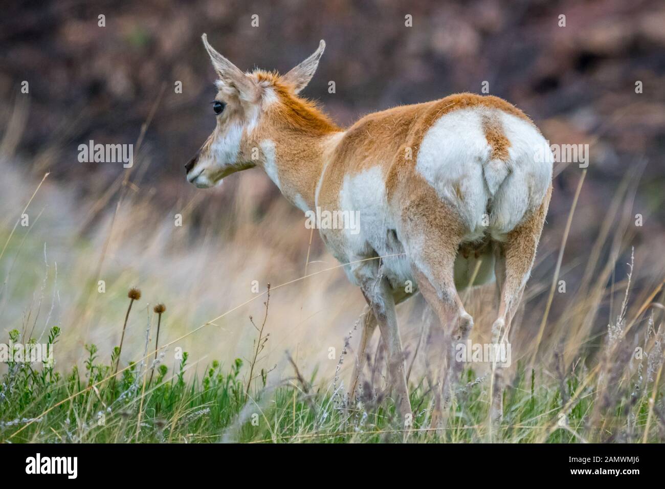 Pronghorn in the field of Custer State Park, South Dakota Stock Photo ...