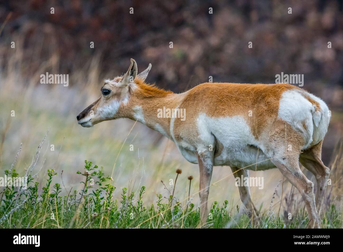 Pronghorn in the field of Custer State Park, South Dakota Stock Photo ...