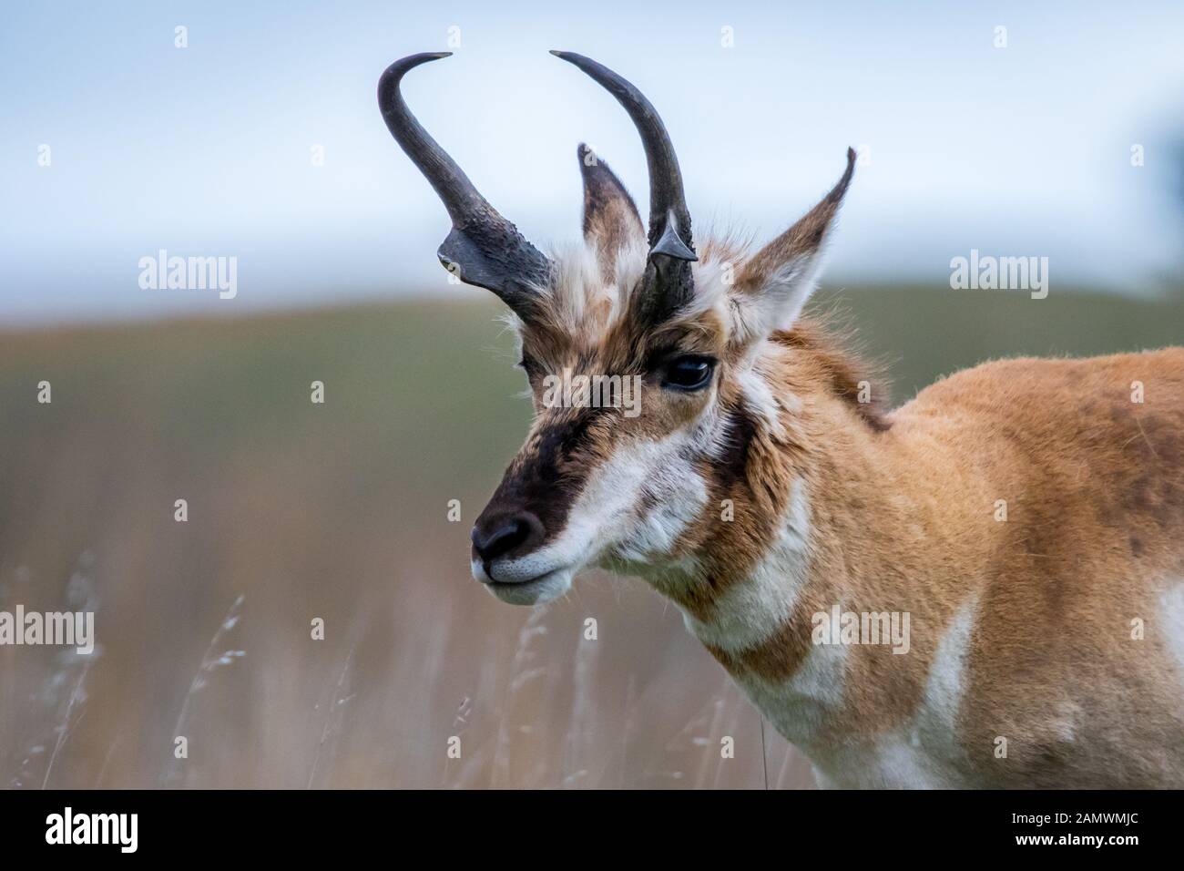 Pronghorn in the field of Custer State Park, South Dakota Stock Photo ...