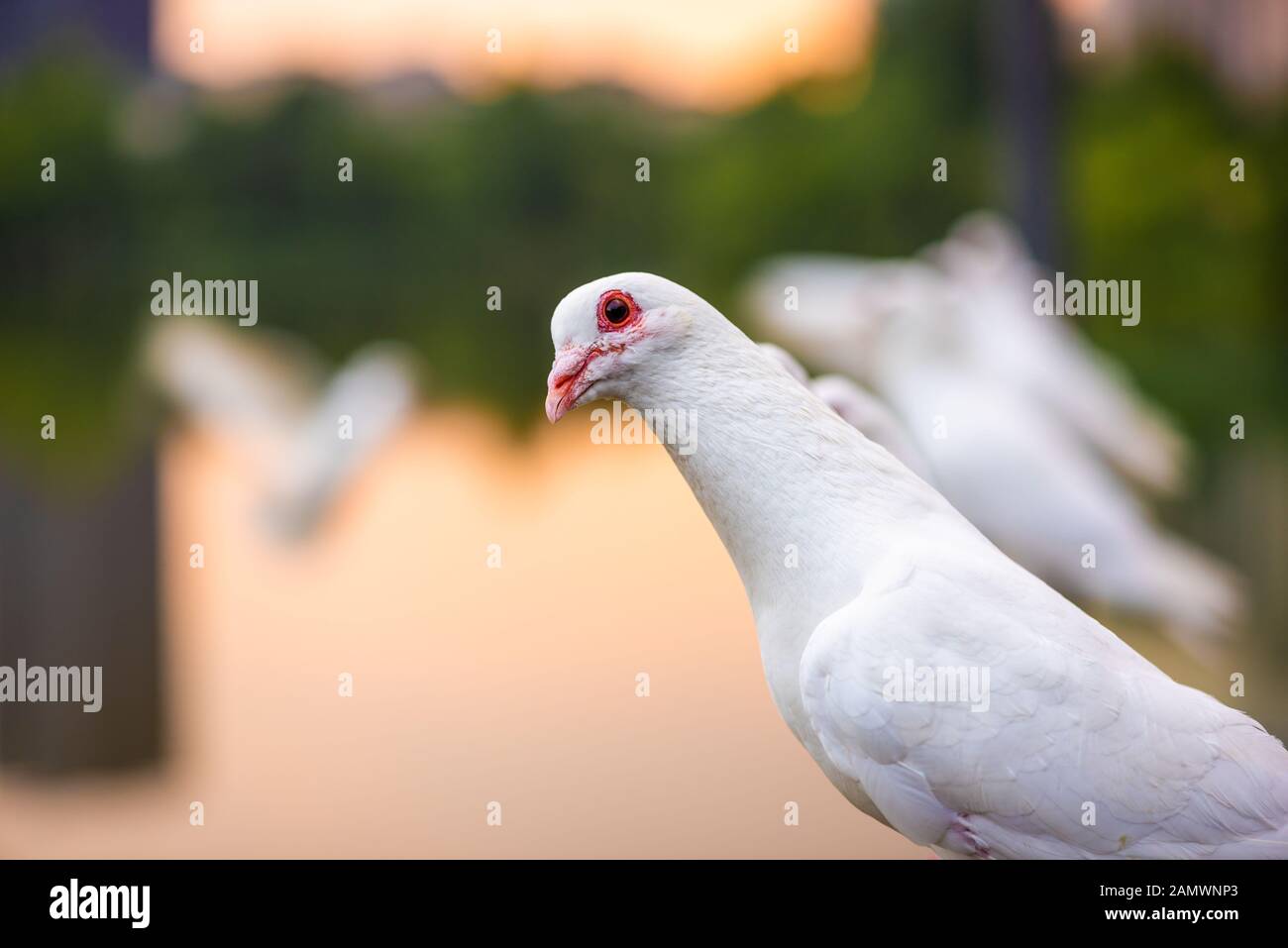Beautiful white dove in flight hi-res stock photography and images - Alamy