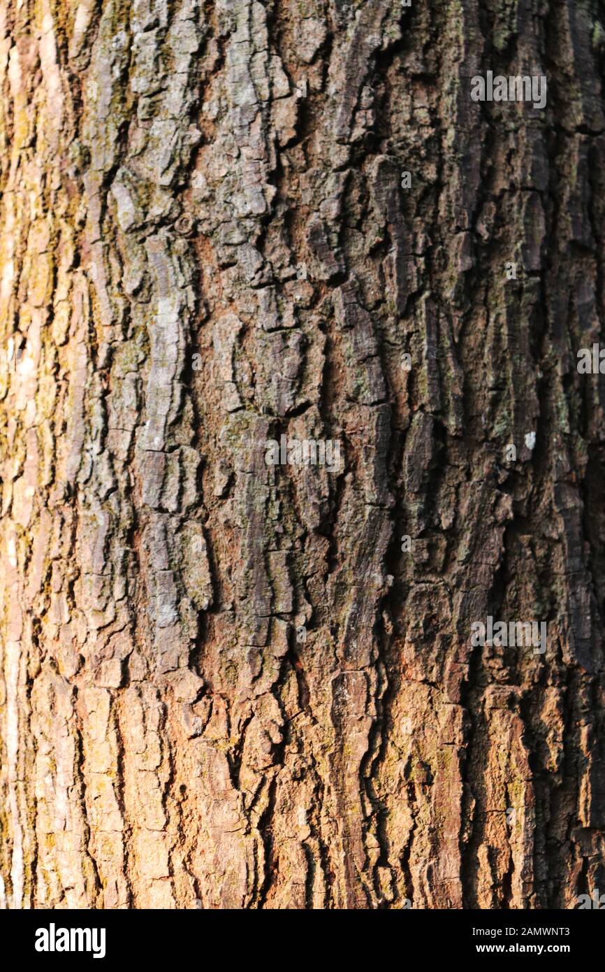 Tree bark texture background. Brown bark of a tree Stock Photo - Alamy