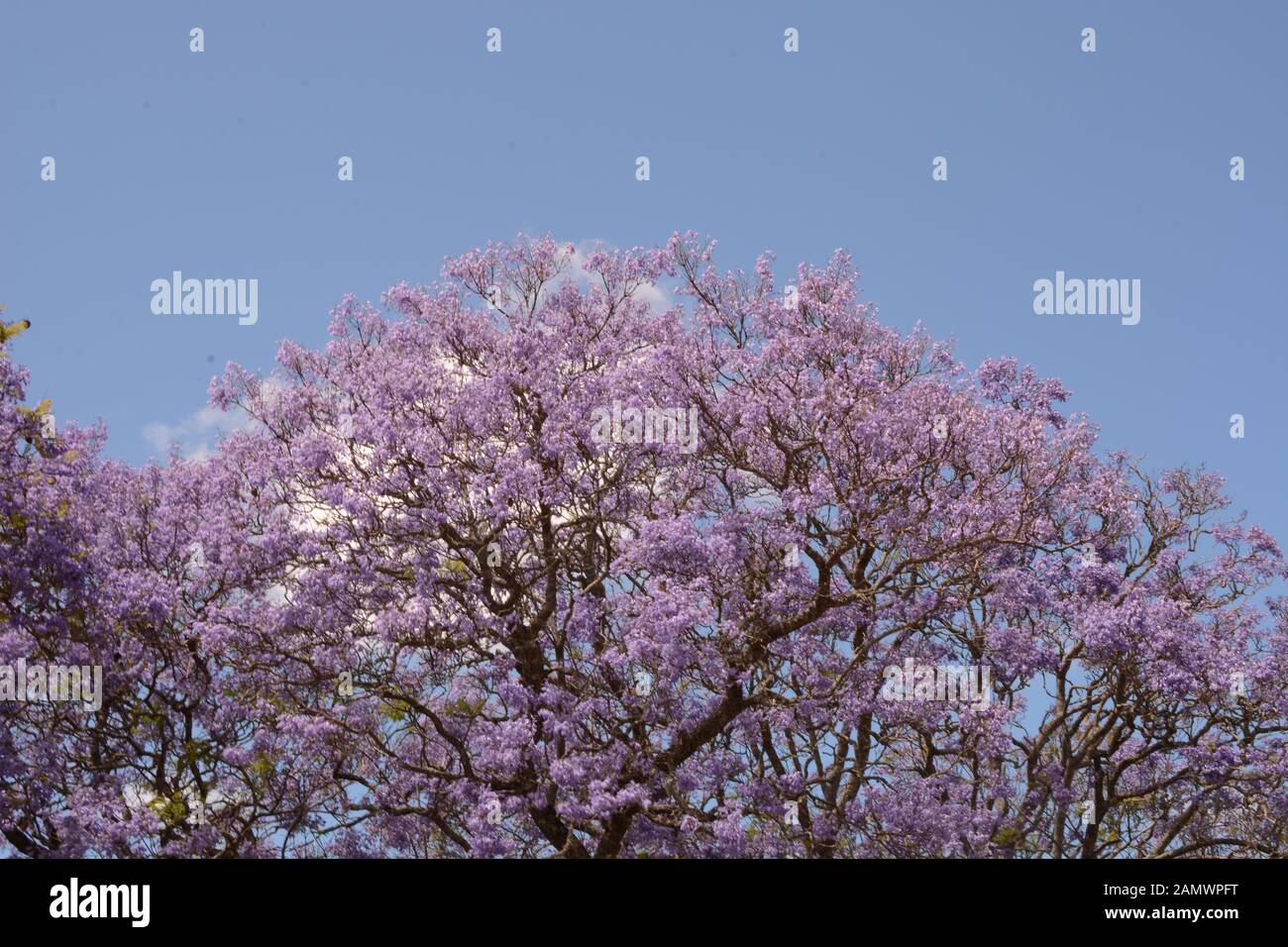 Jacaranda leaves hi-res stock photography and images - Alamy
