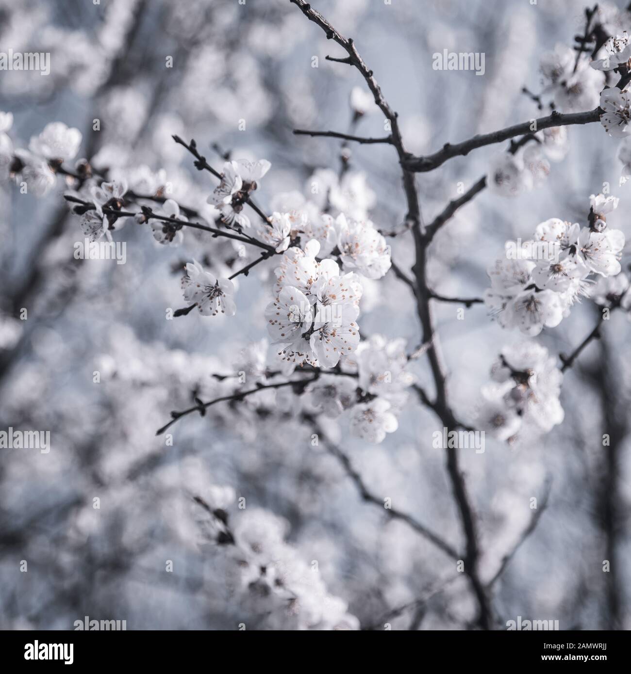 Apple tree branch with a flower. Sunny spring day. The background is ...
