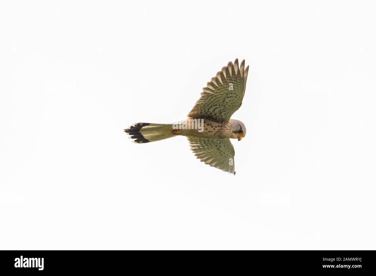 side view one isolated kestrel (falco tinnunculus) in stationary flight ...