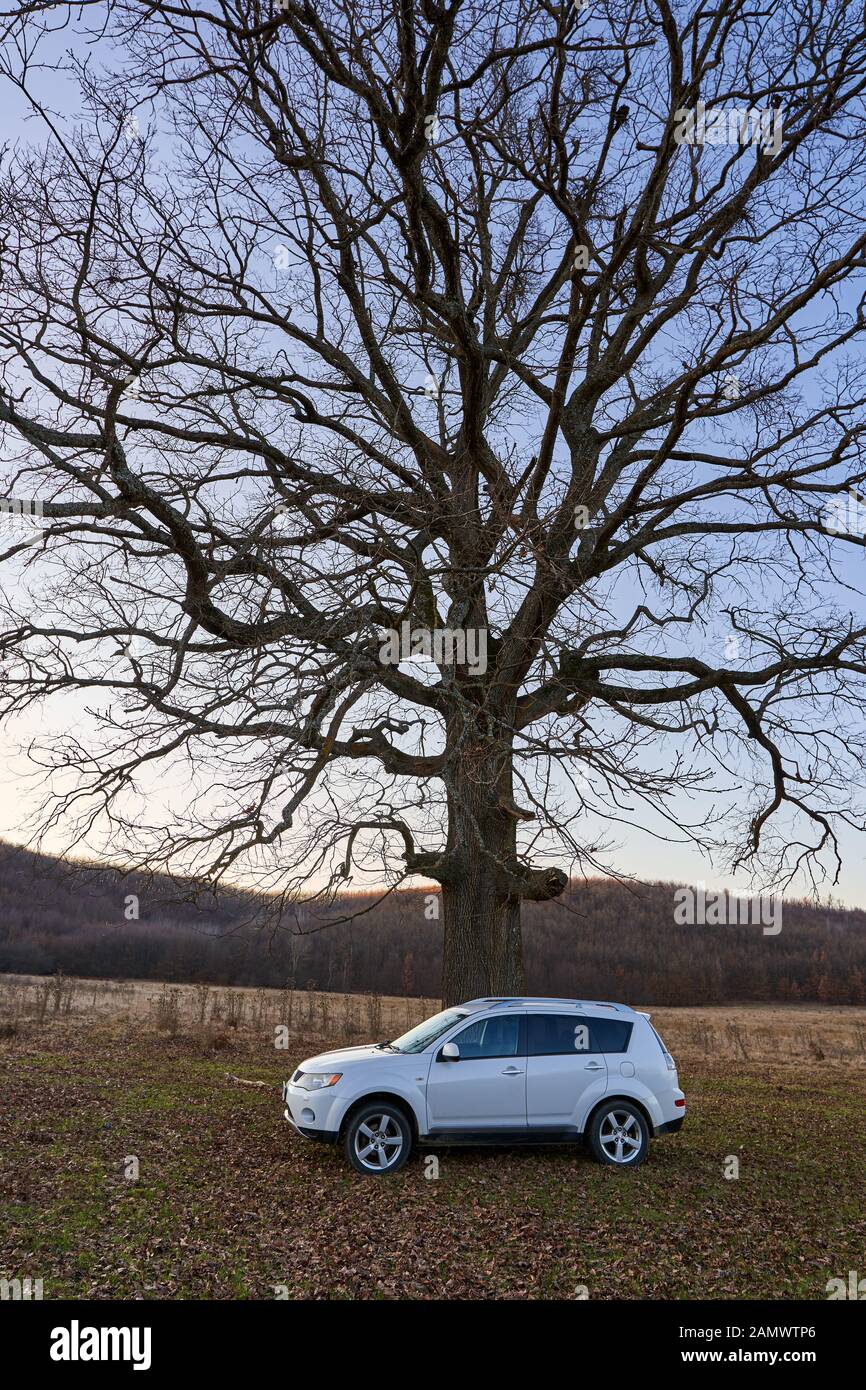 SUV car in off road setting by a very large oak tree Stock Photo - Alamy