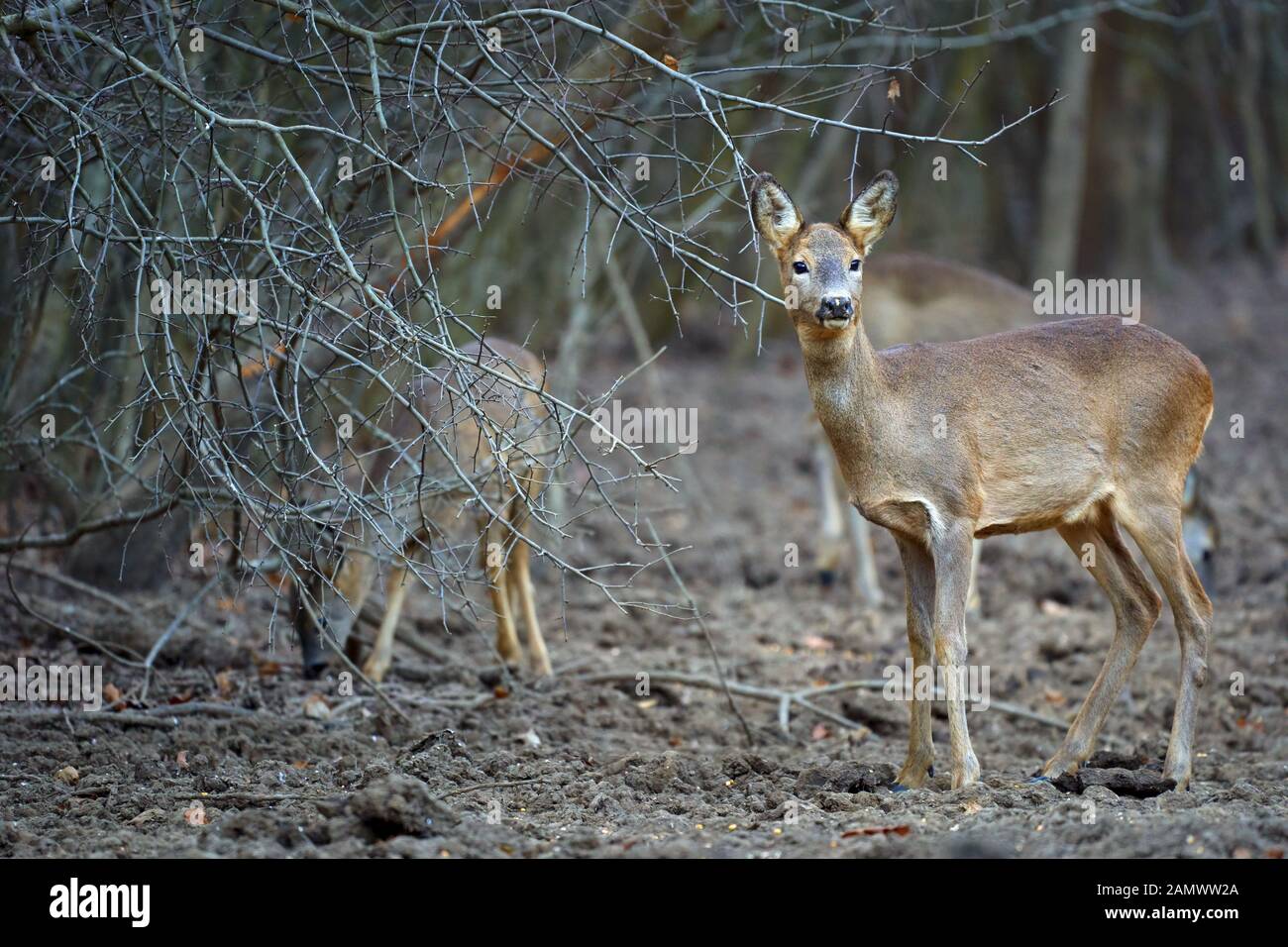 A group of roe deer and roebuck at the feeding spot in the forest Stock Photo - Alamy