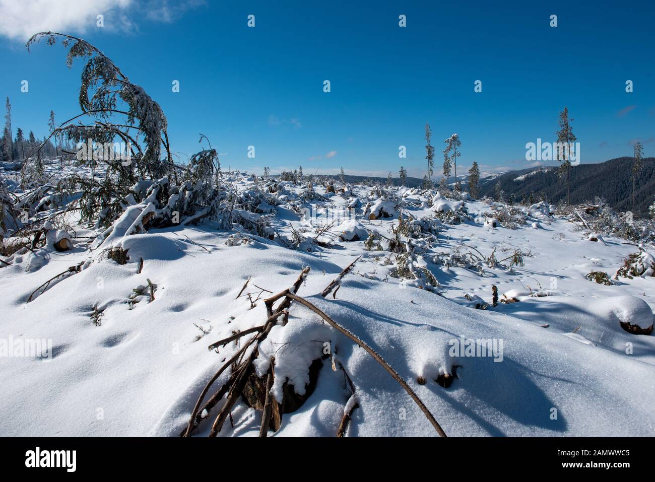 Destroyed forest hurricane hi-res stock photography and images - Alamy